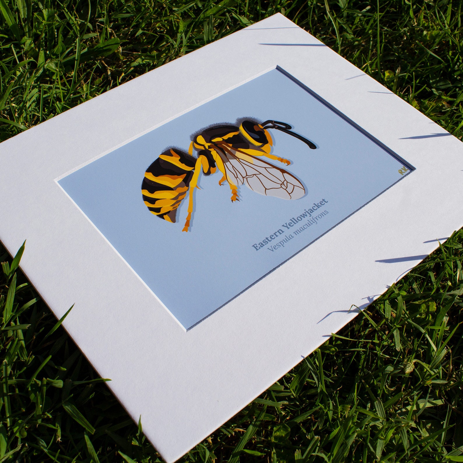 Eastern Yellowjacket Original Illustration Print | Etsy