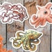 Octopus Sticker, Scientific Illustration, Blue Ringed Octopus, Mimic ...
