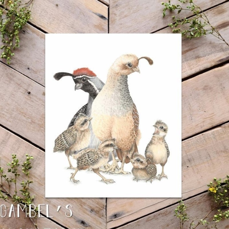 Quail Art - Etsy