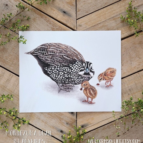 Quail Art - Etsy