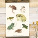 Desert Toads and Frogs Scientific Plate Art Print, Scientific ...