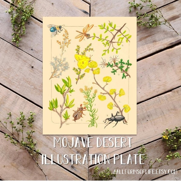 Scientific Bee Print - Etsy