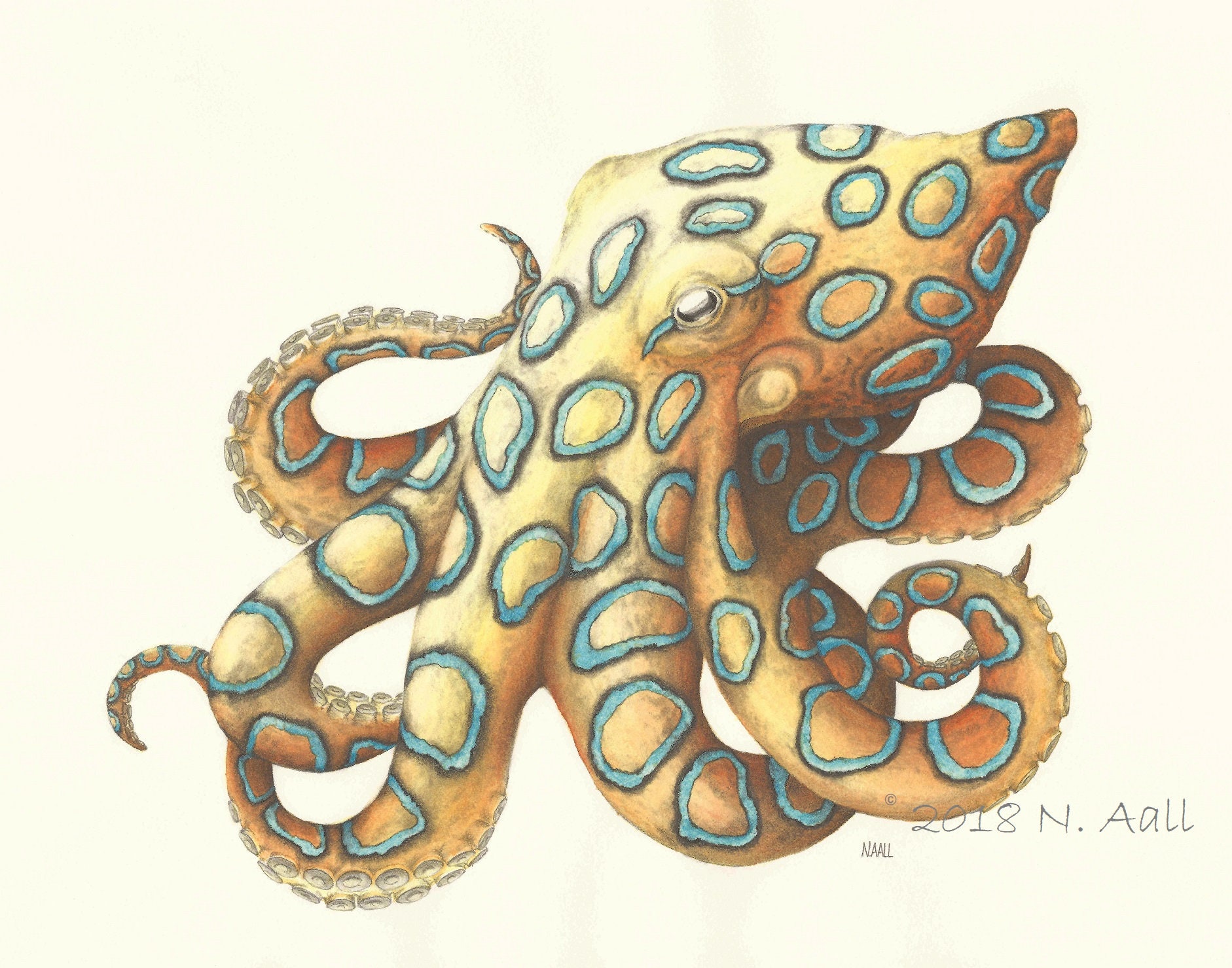 Blue Ringed Octopus Drawing