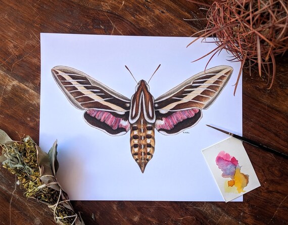 Sphinx Moth Scientific Illustration Art Print moth art | Etsy