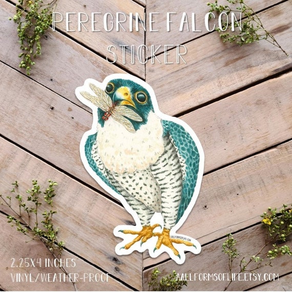 Peregrine Falcon Sticker Bird of Prey Art Sticker Bird Lover - Etsy