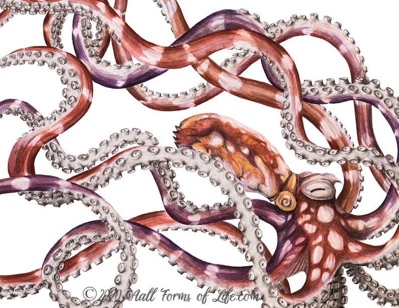 Mimic Octopus Scientific Illustration Aquatic Behavior - Etsy