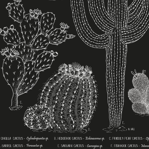 Desert Cactus Clipart Black And White