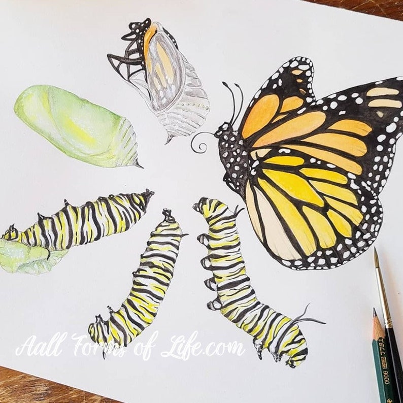 Monarch Metamorphosis Art Print Monarch Butterfly | Etsy