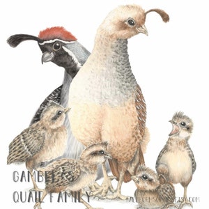 Quail Family Art Print, Gambels Quail and Baby Chicks, Family of Birds ...