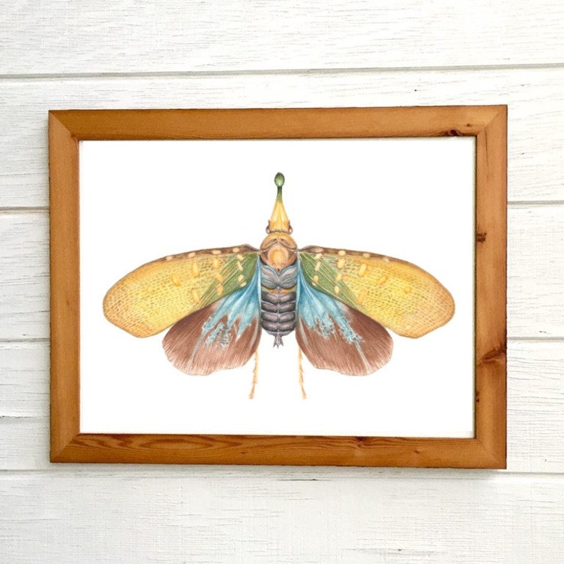 Lantern Fly Moth Art Print Scientific Illustration - Etsy