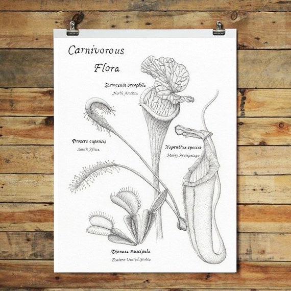 Scientific Illustration Plants