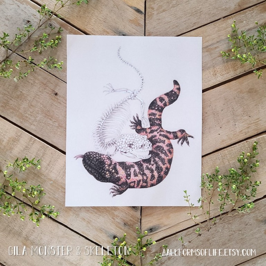Gila Monster Lizard & Skeleton, Scientific Illustration, Gila Monster ...