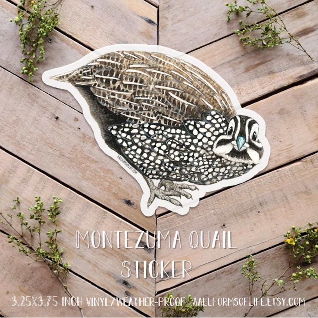 Montezuma Quail Sticker, Adorable Quail, Vinyl Weather Proof Sticker ...