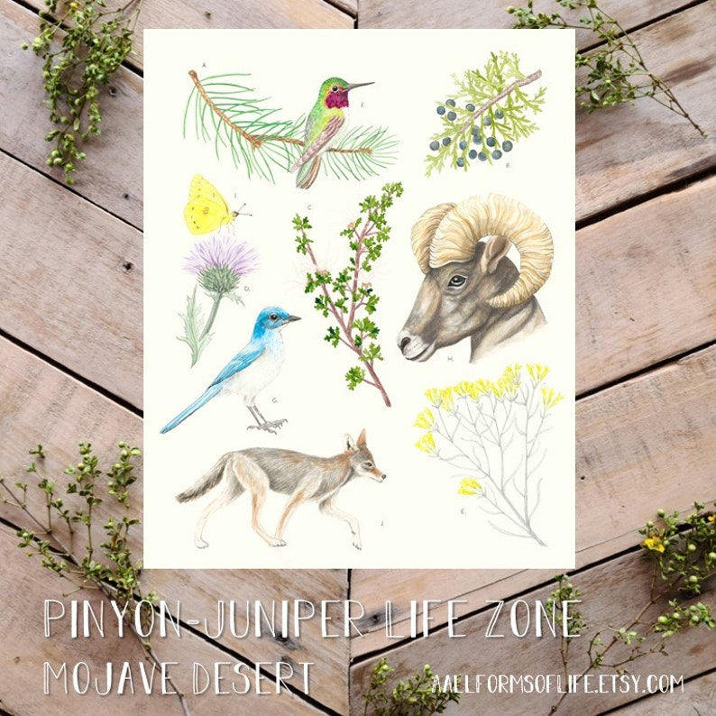 Mojave Desert Life Zone Illustration Plates, Mojave Desert Flora and ...