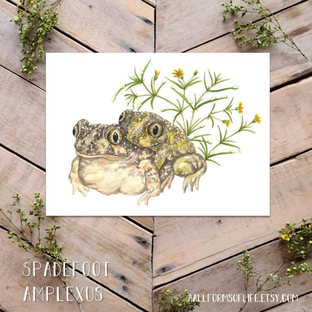 Spadefoot Amplexus, Desert Spadefoot Toad Mating With Chinchweed, Science Illustration, Toad Art ...