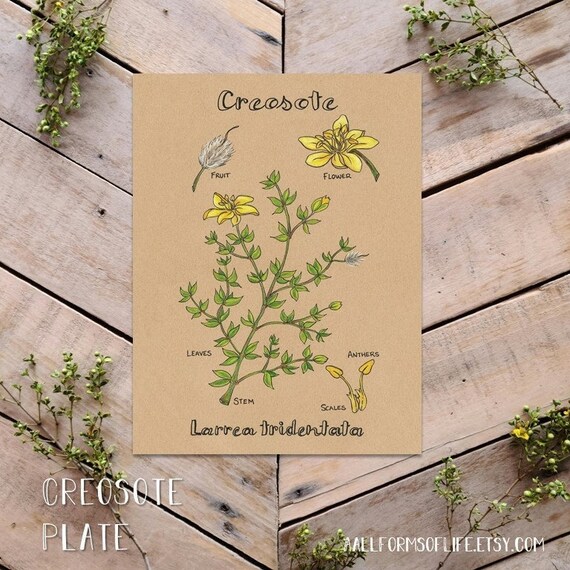 Creosote Bush Drawing