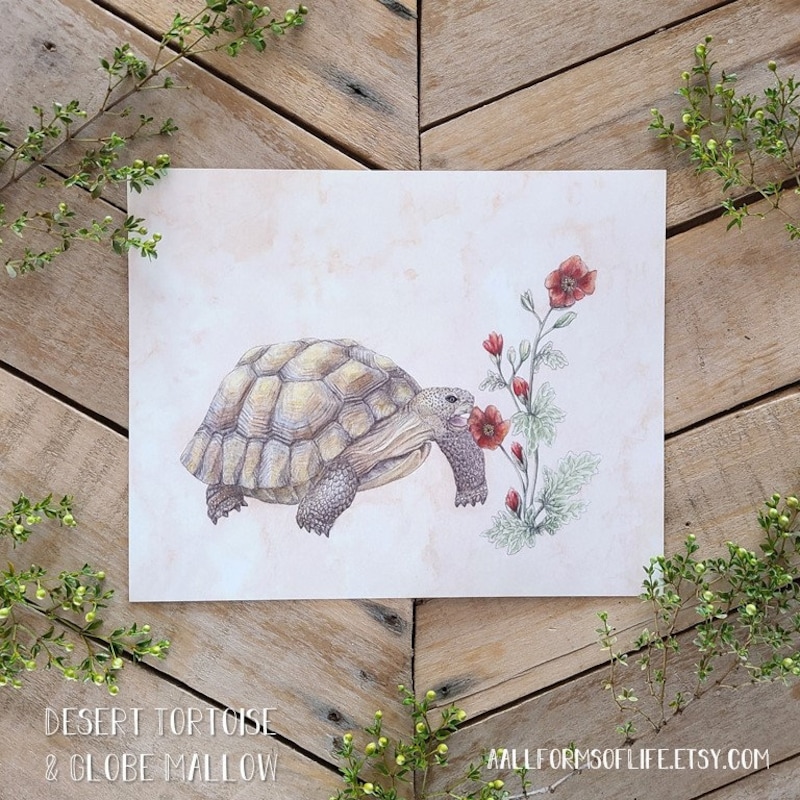 Tortoise Prints - Etsy