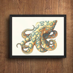 Blue Ringed Octopus - Scientific Illustration, Watercolor Print, Sea ...