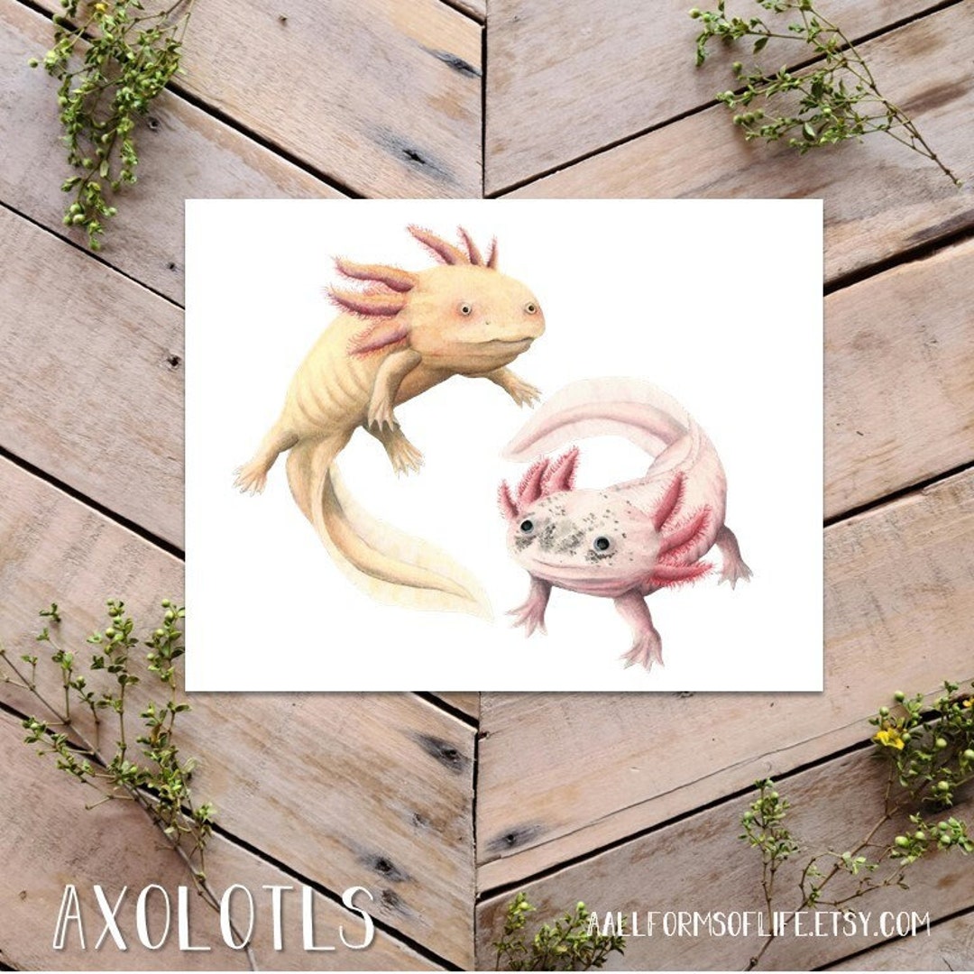 Axolotl Art Print, Cute Amphibians, Scientific Illustration, Axolotls ...