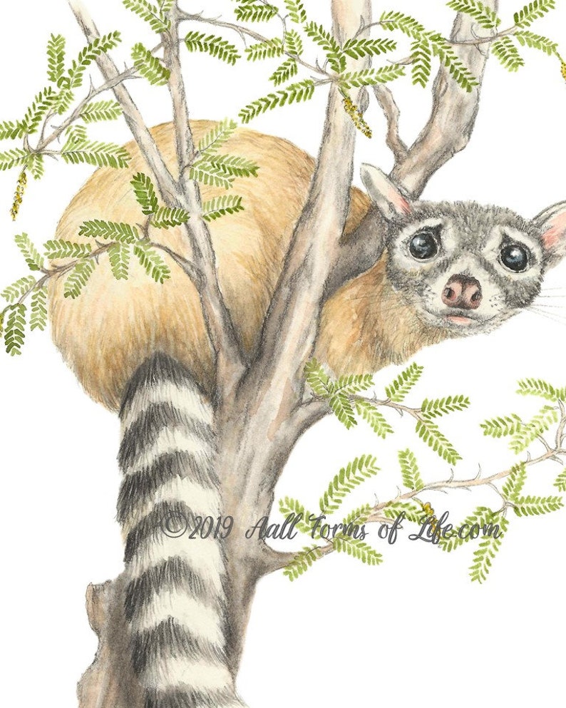 Desert Ringtail Illustration Art Print Natural Science | Etsy