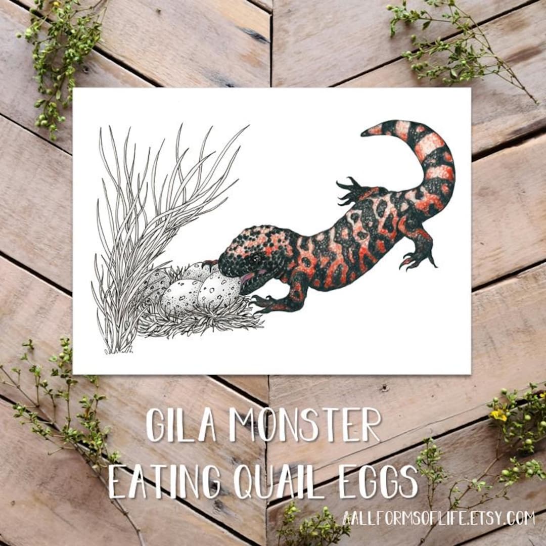 Gila Monster Eating Quail Eggs Art Print, Gila Monster Art, Desert ...