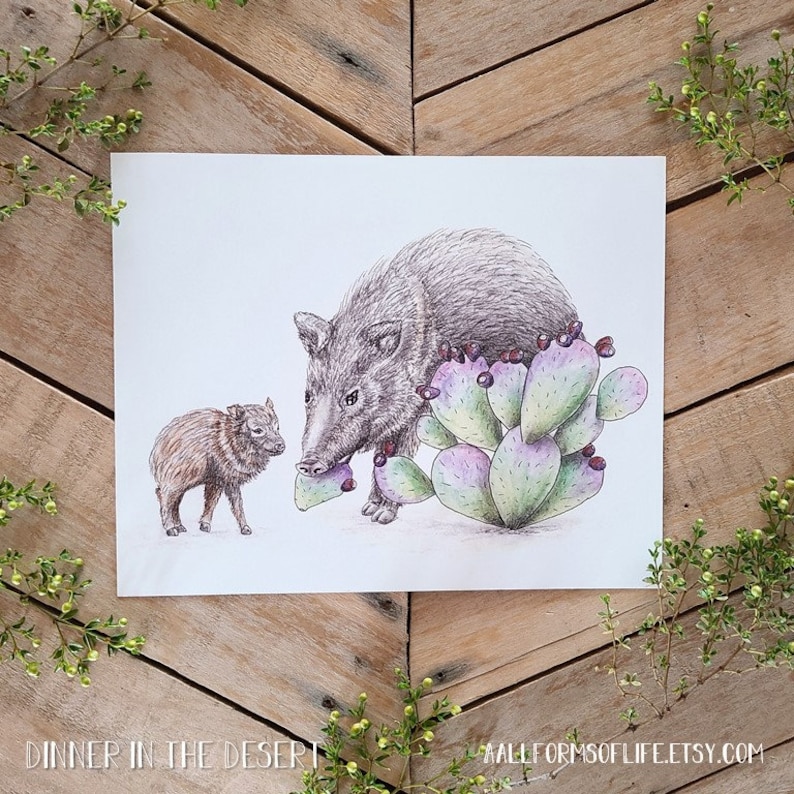 Javelina Family Scientific Illustration Desert Pig Prickly - Etsy