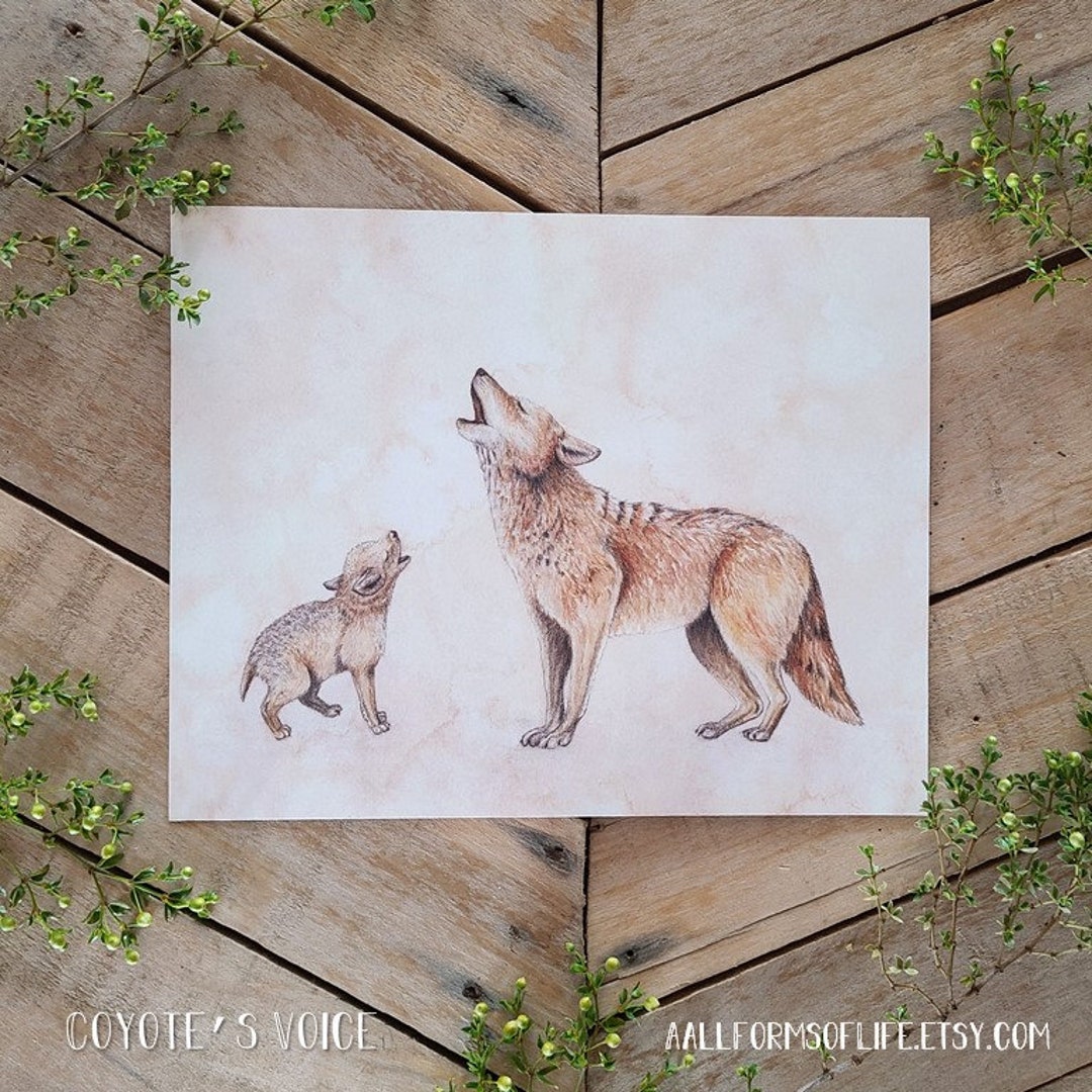 Coyotes Voice Scientific Illustration Art Print, Song Dog Painting ...