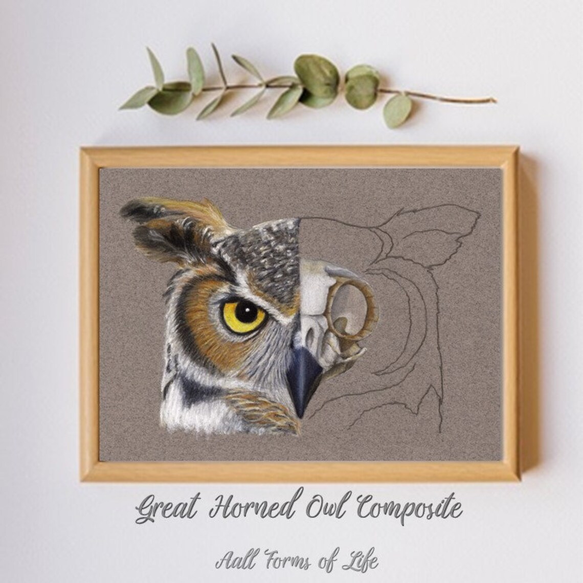 Great Horned Owl Composite, Scientific Illustration -anatomy of the Owl ...