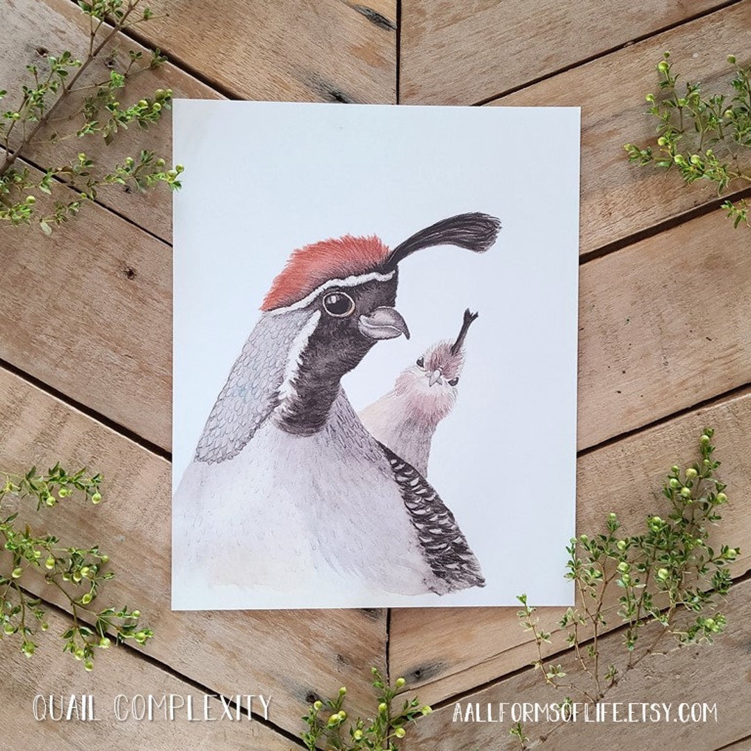 Quail Complexity Art Print, Male and Female Gambel's Quails, Watercolor ...