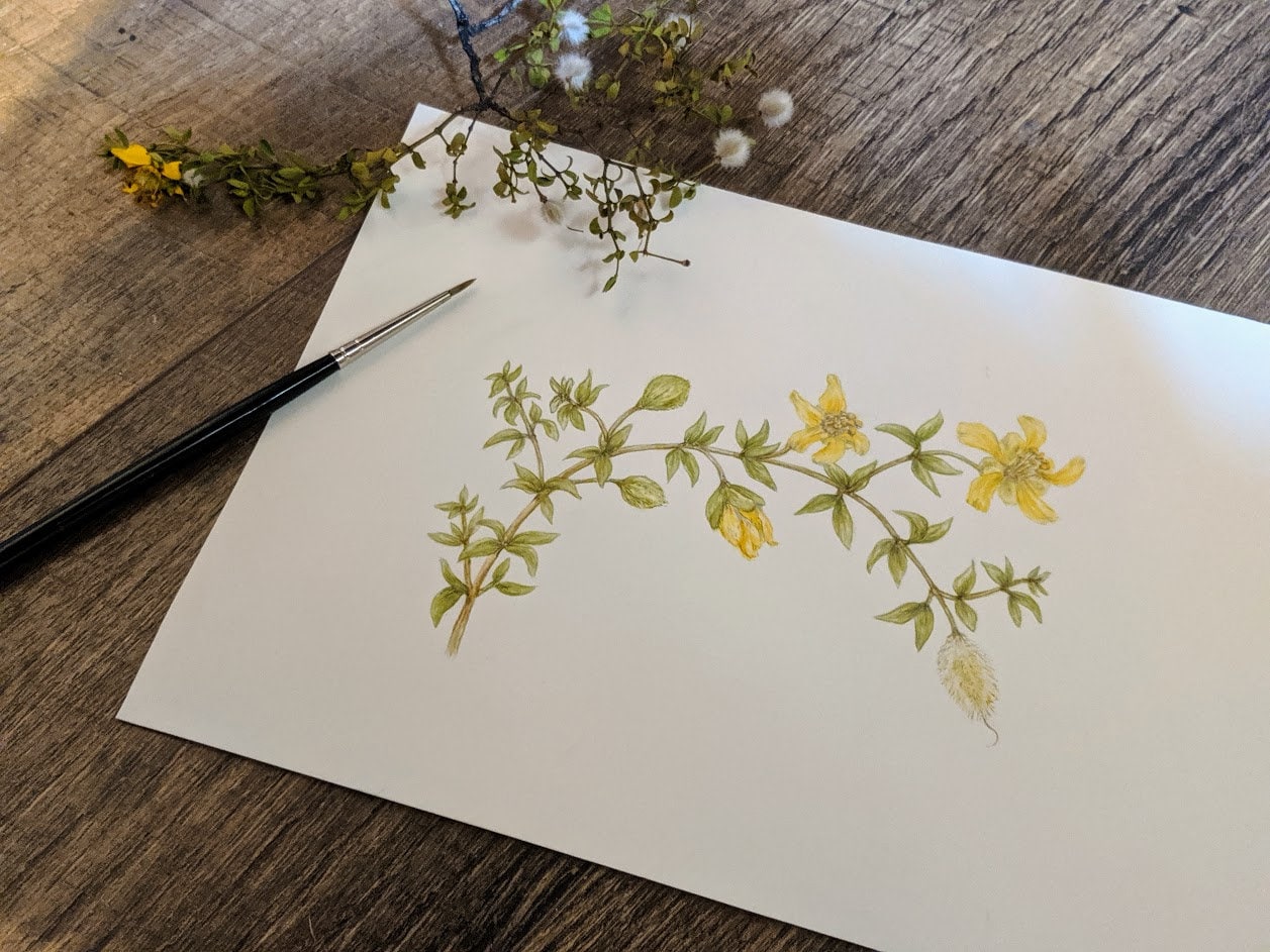 Creosote Bush Bloom Botanical Illustration Watercolor Dry - Etsy