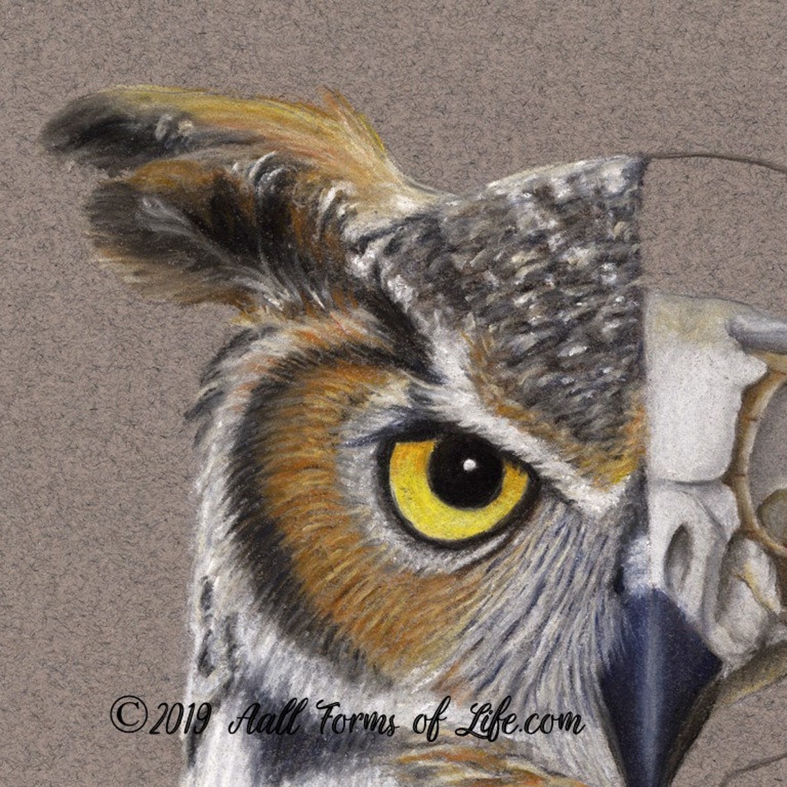 Great Horned Owl Composite, Scientific Illustration -anatomy of the Owl ...