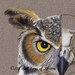 Great Horned Owl Composite, Scientific Illustration anatomy of the Owl ...