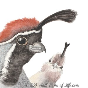Quail Complexity Art Print, Male and Female Gambel's Quails, Watercolor ...