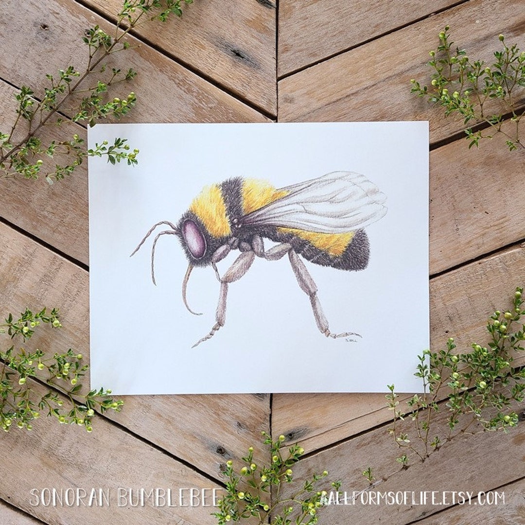 Sonoran Bumblebee Illustration Art Print, Scientific Illustration, Bee ...