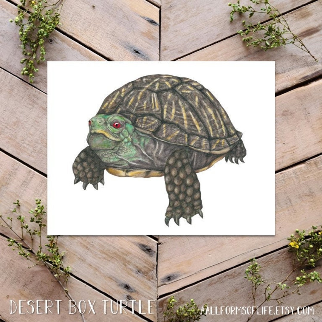 Desert Box Turtle Art Print, Sonoran Box Turtle, Science Illustration ...