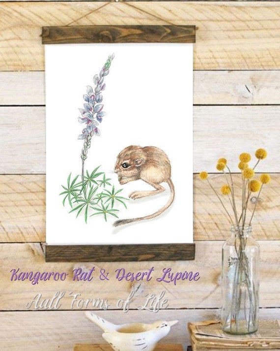 Desert Kangaroo Rat Illustration Art Print Scientific | Etsy