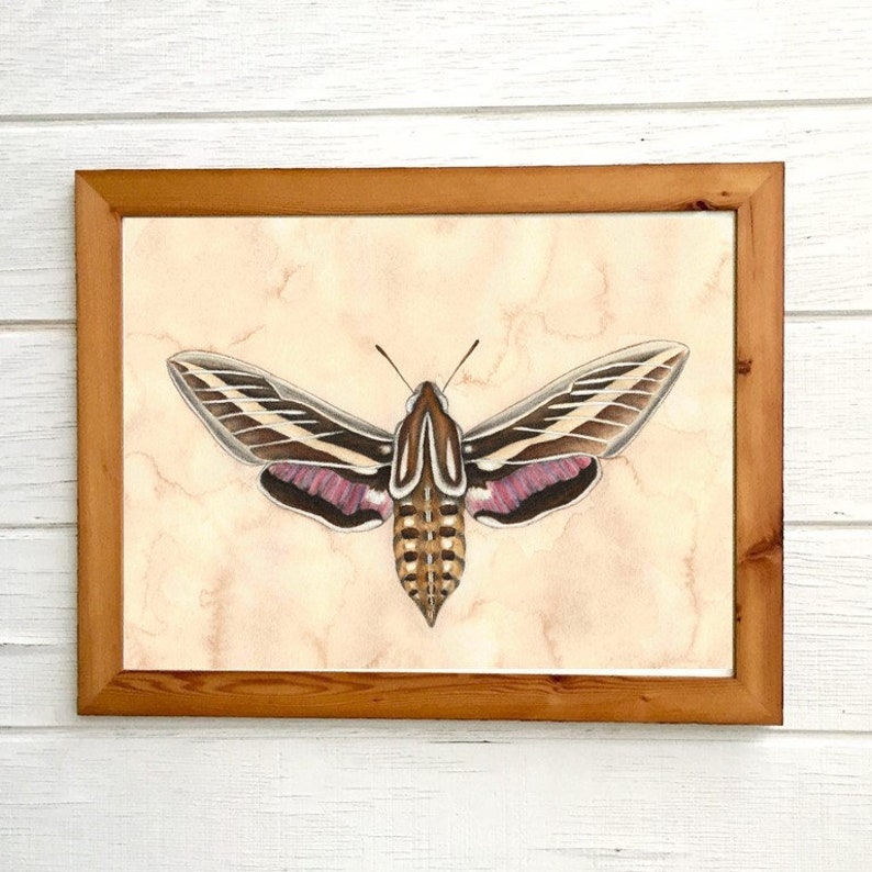 Sphinx Moth Scientific Illustration Art Print, Moth Art, Colorful ...