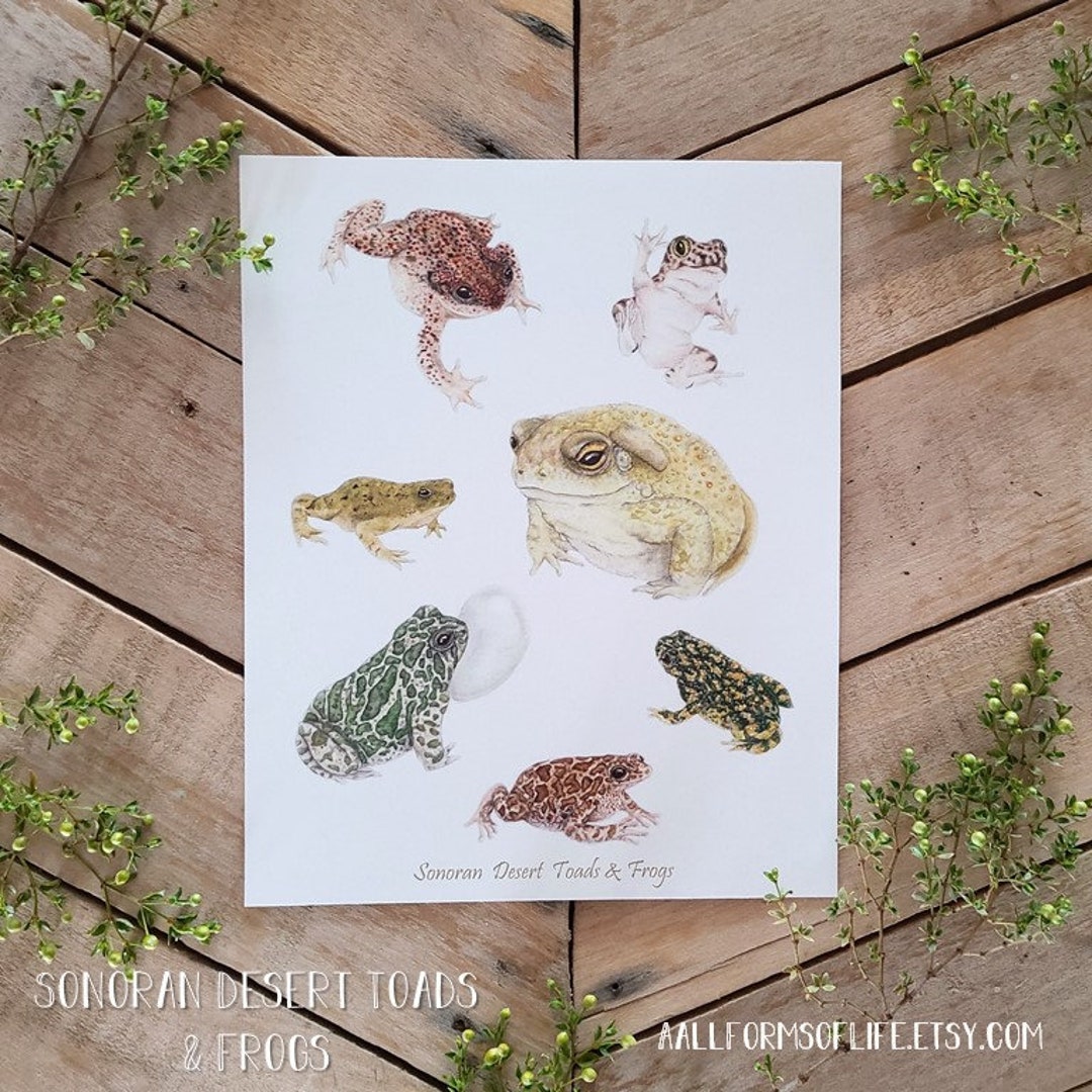 Desert Toads and Frogs Scientific Plate Art Print, Scientific ...