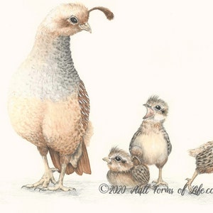 Patient Quail- Scientific Illustration- Quail Family- Funny Desert ...