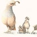 Patient Quail Scientific Illustration Quail Family Funny Desert ...