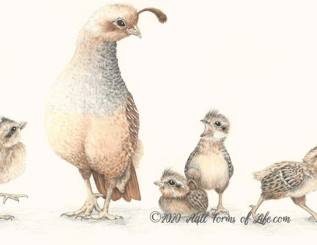 Quail Family Drawing