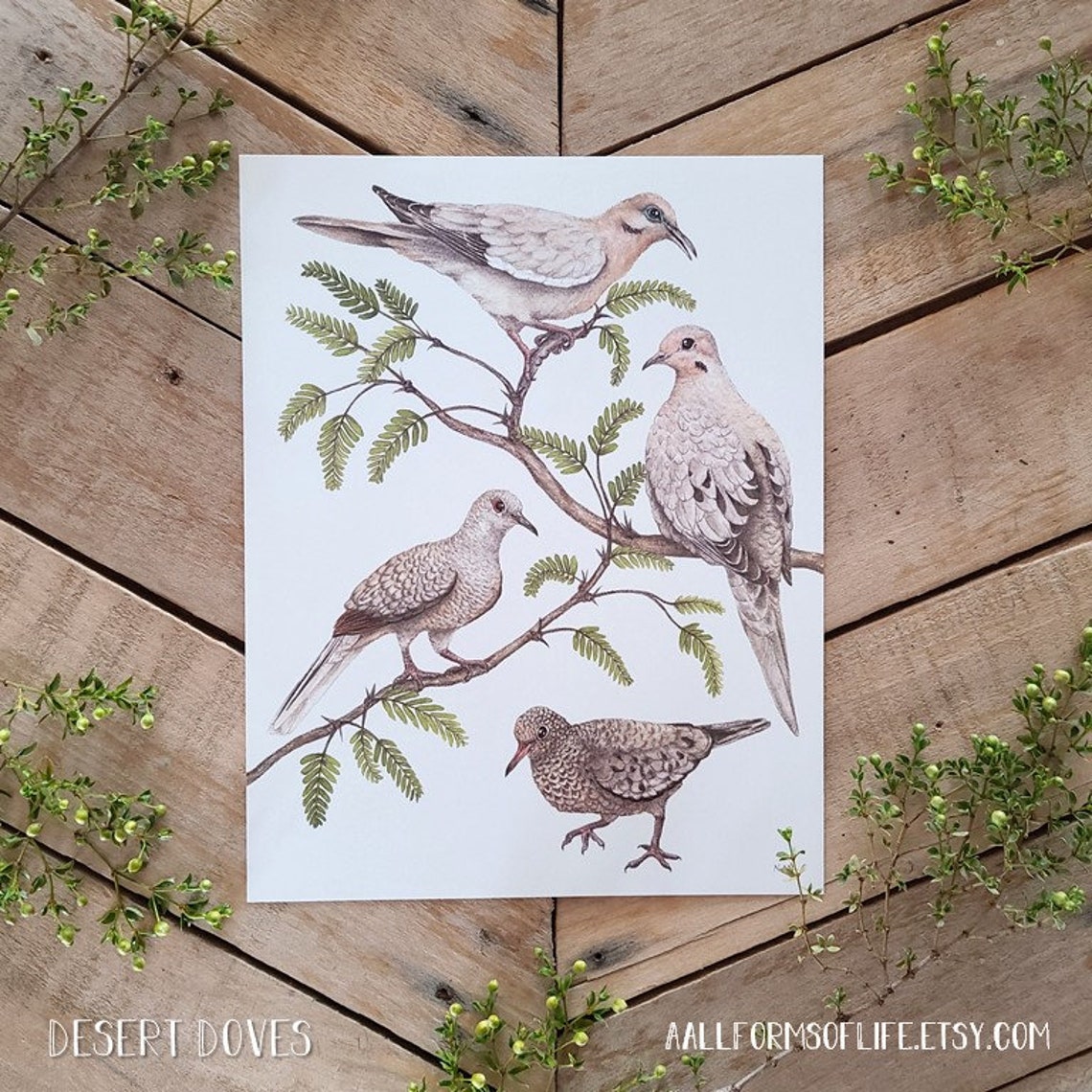 Desert Doves Scientific Illustration Dove Art Mourning Dove - Etsy