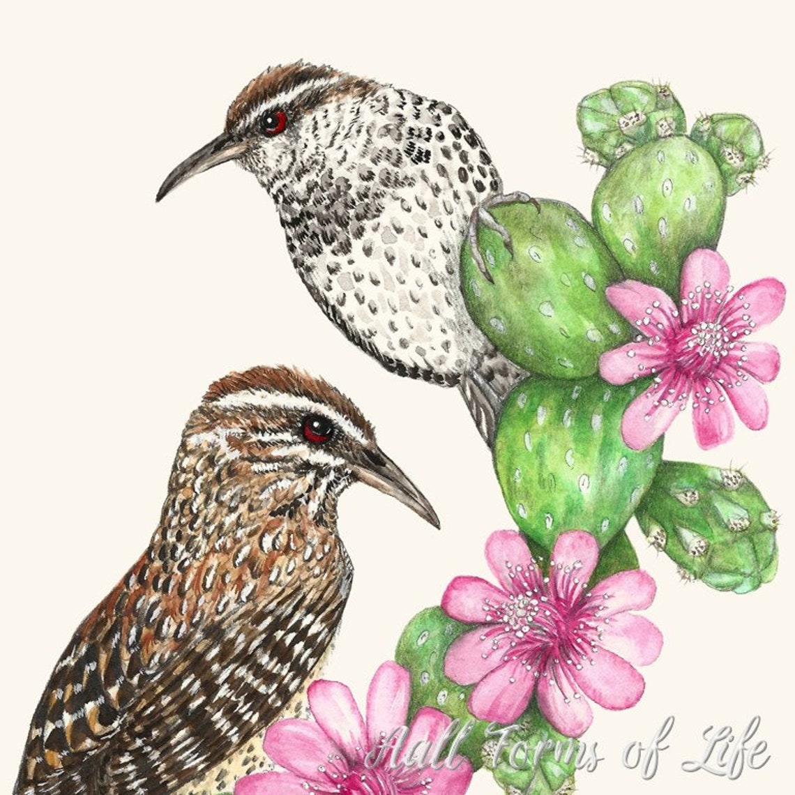 Cactus Wren and Cholla Cactus Art Print, Scientific Illustration ...