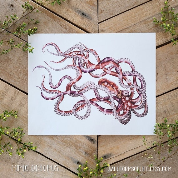 Mimic Octopus Scientific Illustration Aquatic Behavior | Etsy