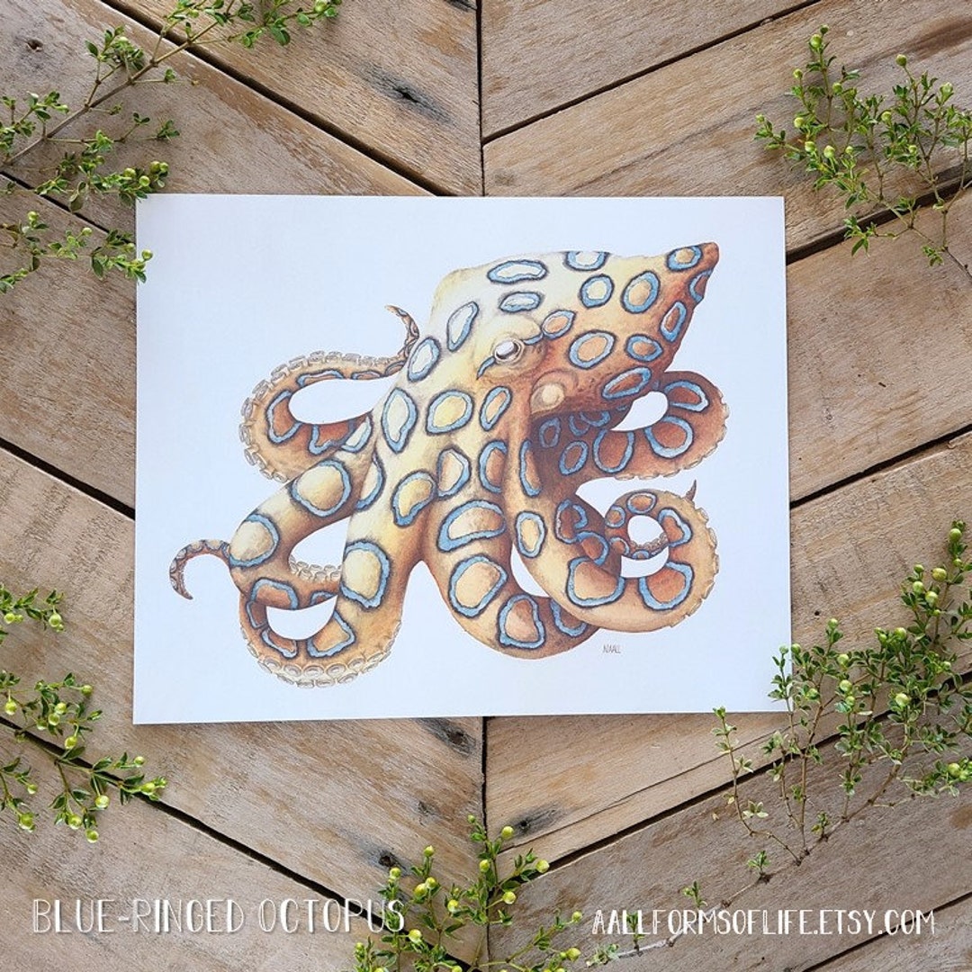 Blue Ringed Octopus - Scientific Illustration, Watercolor Print, Sea ...