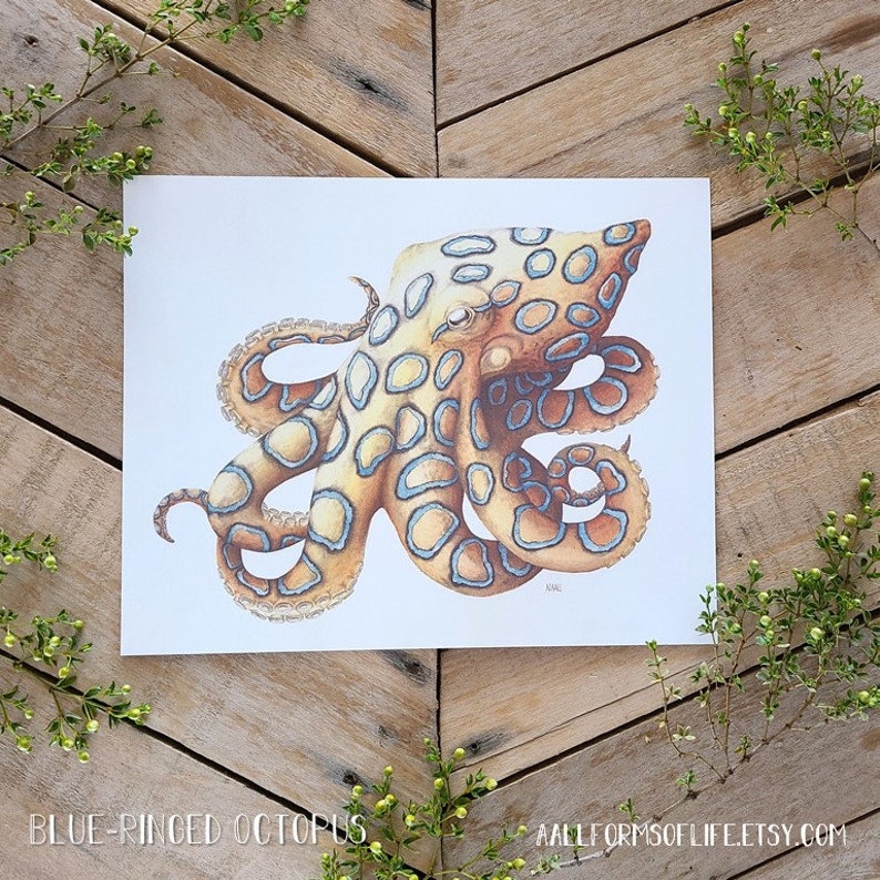 Blue Ringed Octopus Scientific Illustration Watercolor - Etsy