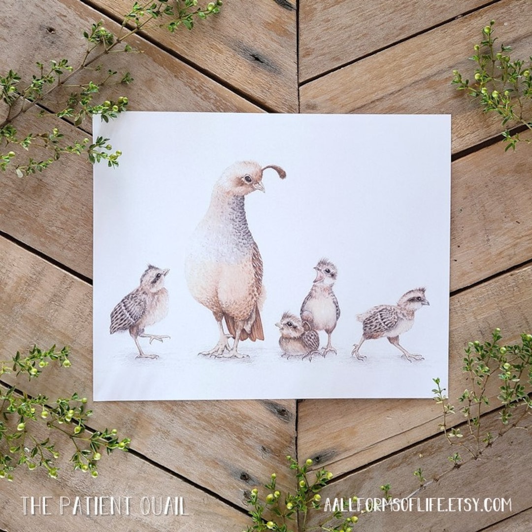Patient Quail- Scientific Illustration- Quail Family- Funny Desert ...