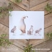 Patient Quail- Scientific Illustration- Quail Family- Funny Desert ...