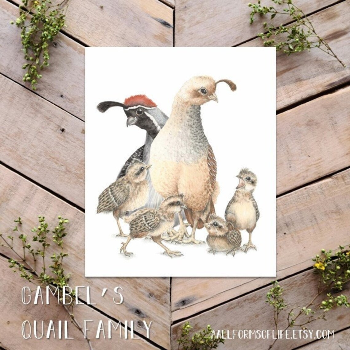 Quail Family Art Print, Gambels Quail and Baby Chicks, Family of Birds ...