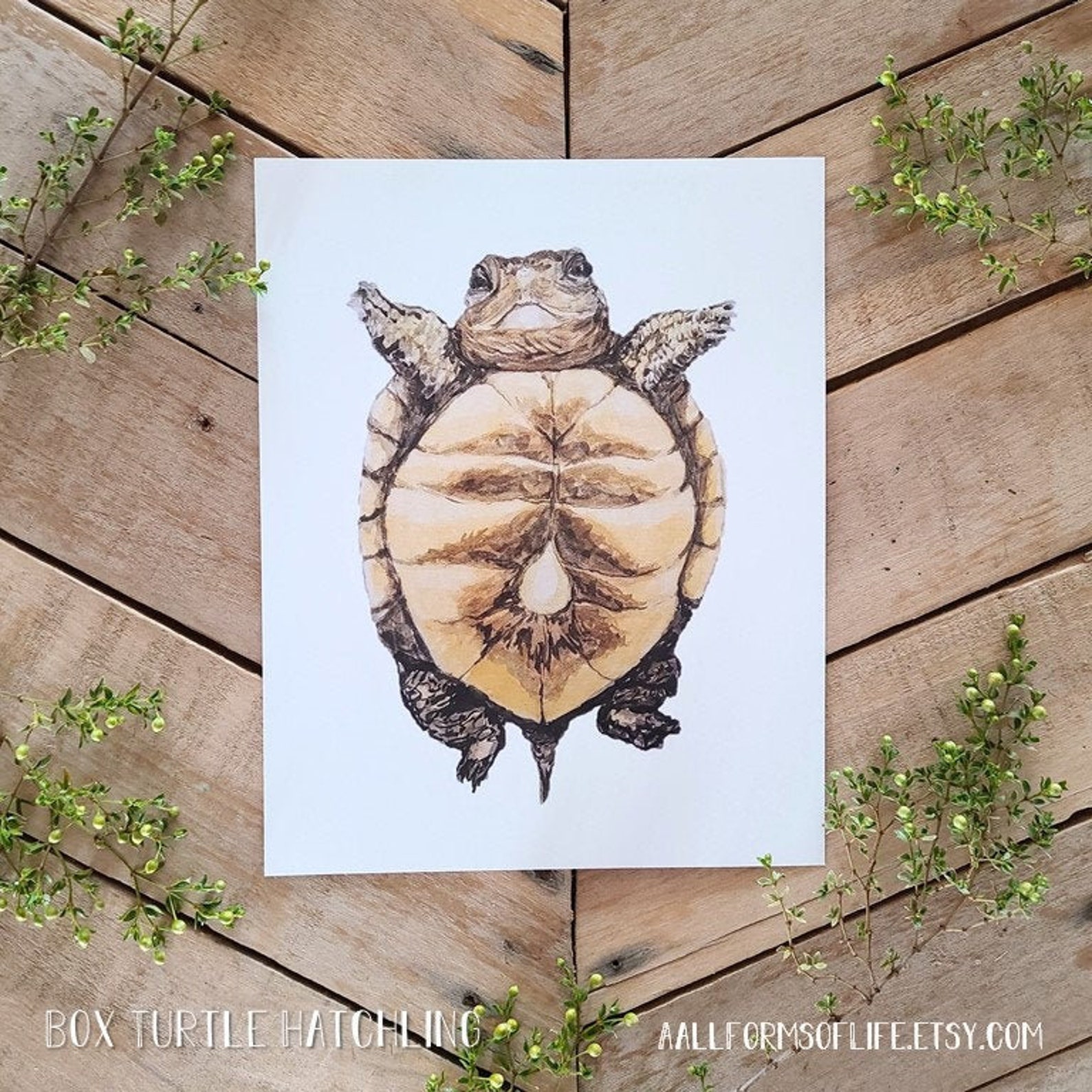 Hatchling Box Turtle Illustration Art Print Watercolor | Etsy